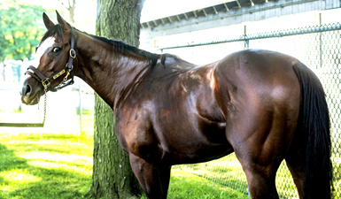 THOROUGHBRED RACING PHOTOS BY EQUINE PHOTO-ART 2021 PAGE