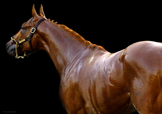 THOROUGHBRED RACING PHOTOS BY EQUINE PHOTO-ART SIGNATURE 'BATH ...